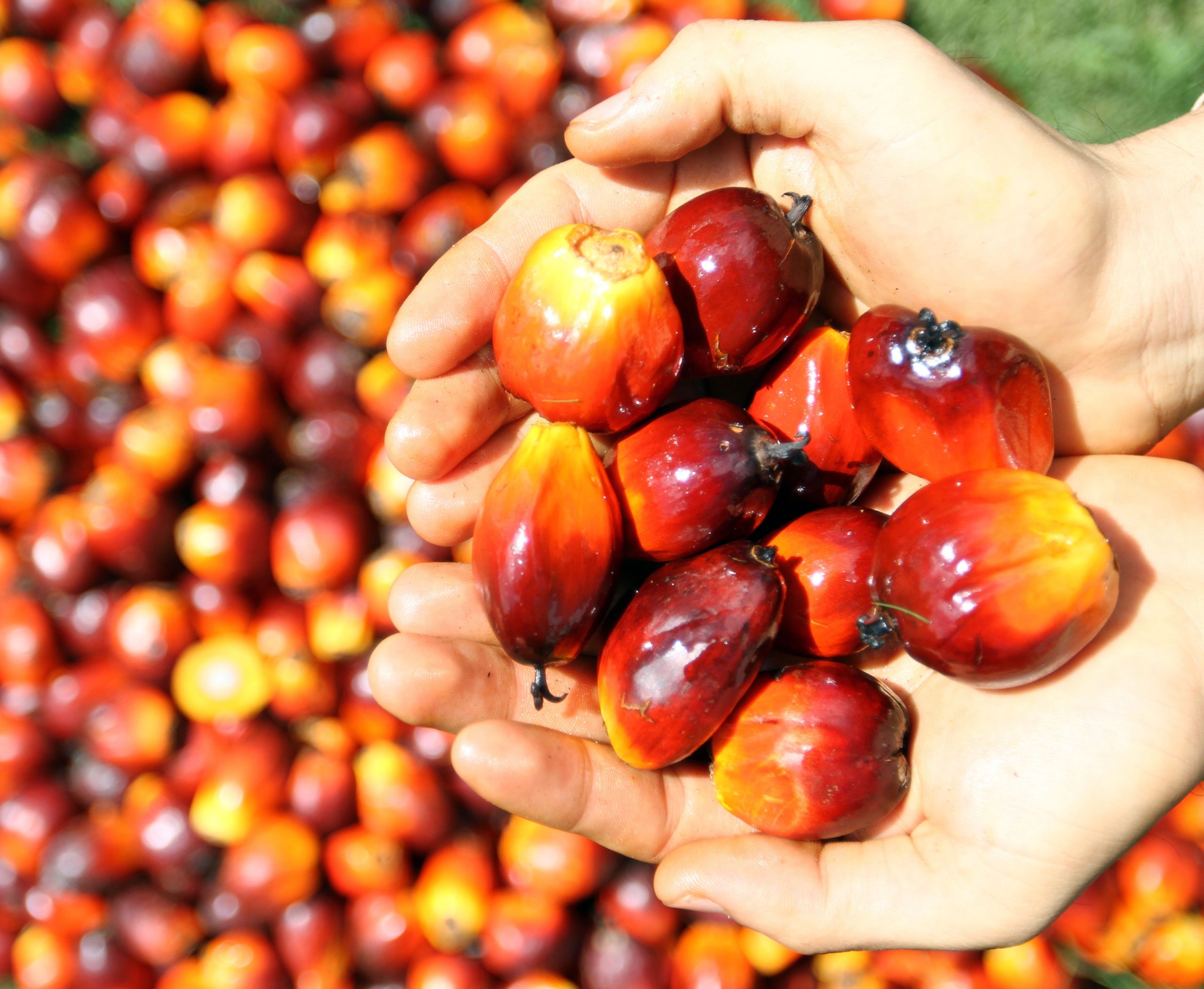 Update on IndoAgri/IndoFood/Salim Group - Musim Mas