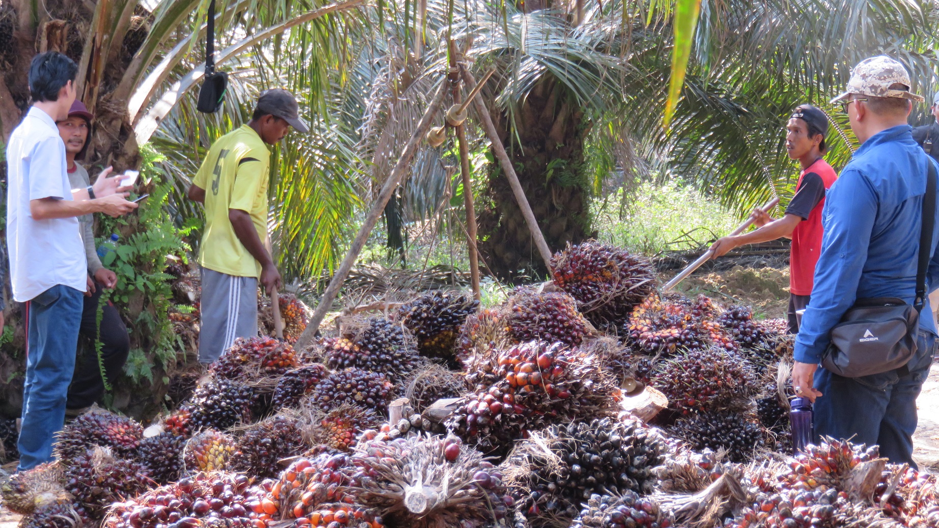 An Origin Story - Musim Mas