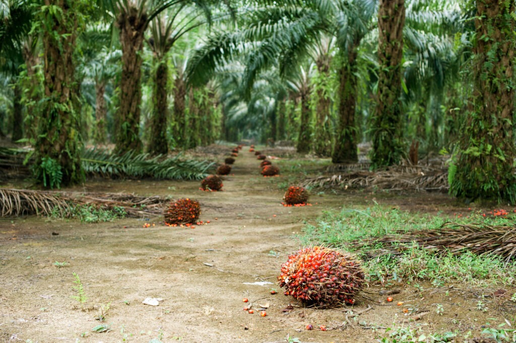 What is Palm Oil? From Seed to Harvest | Palm Oil Plantation