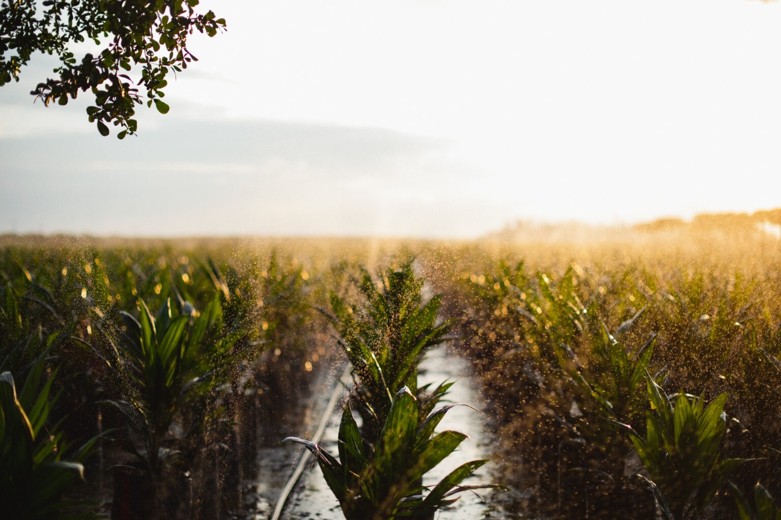 What is Palm Oil? From Seed to Harvest | Palm Oil Plantation