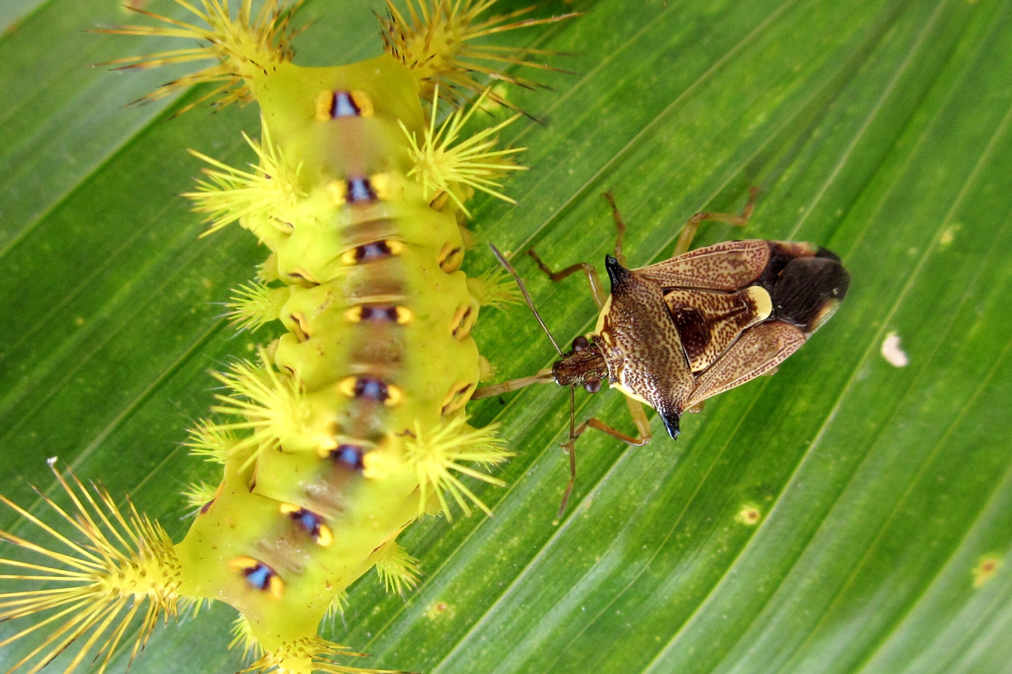 Beneficial Plants in Oil Palm Plantations for Pest Control
