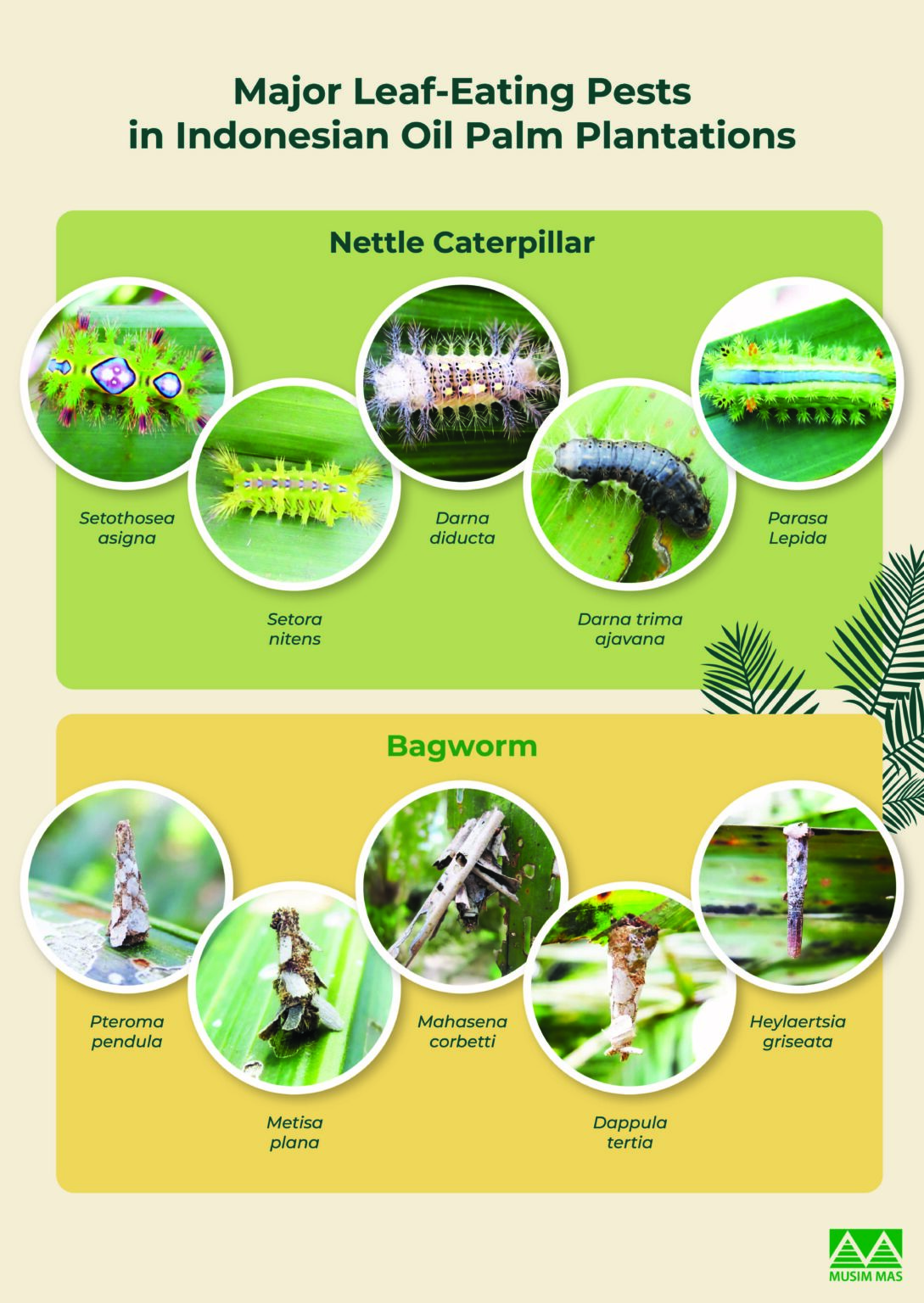 Beneficial Plants in Oil Palm Plantations for Pest Control