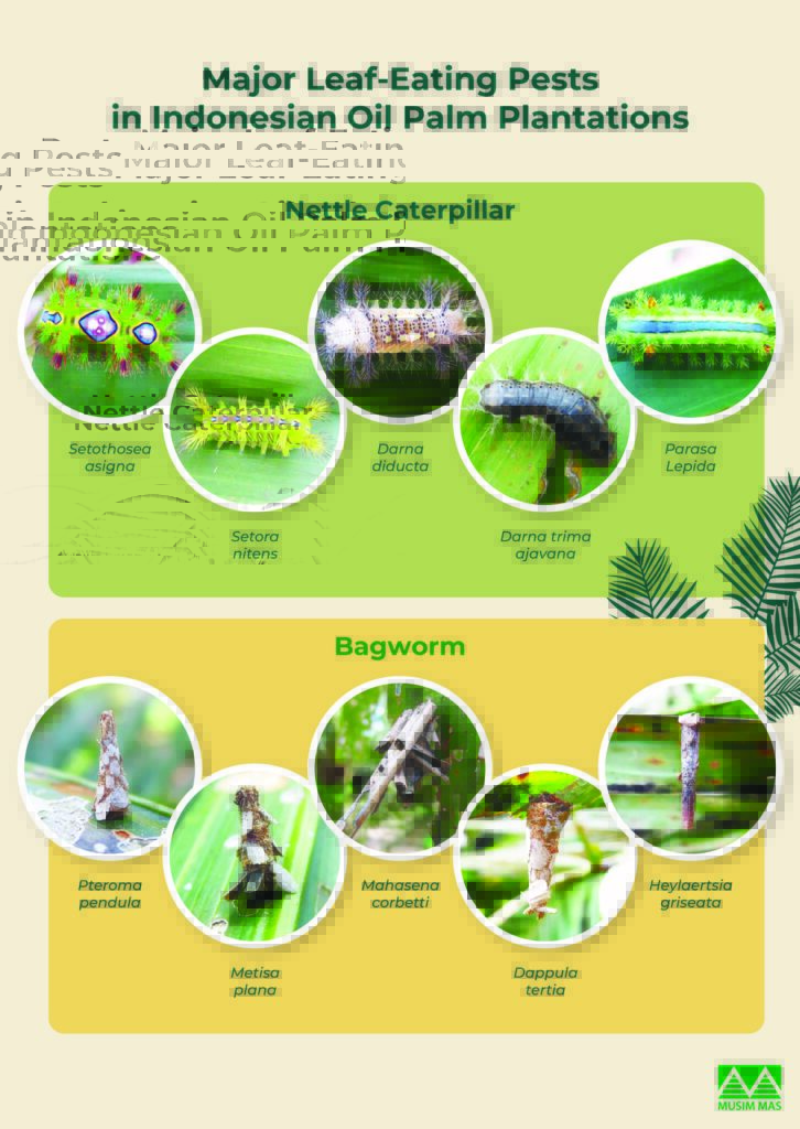 Use Beneficial Plants in Oil Palm to Combat Pest - Musim Mas