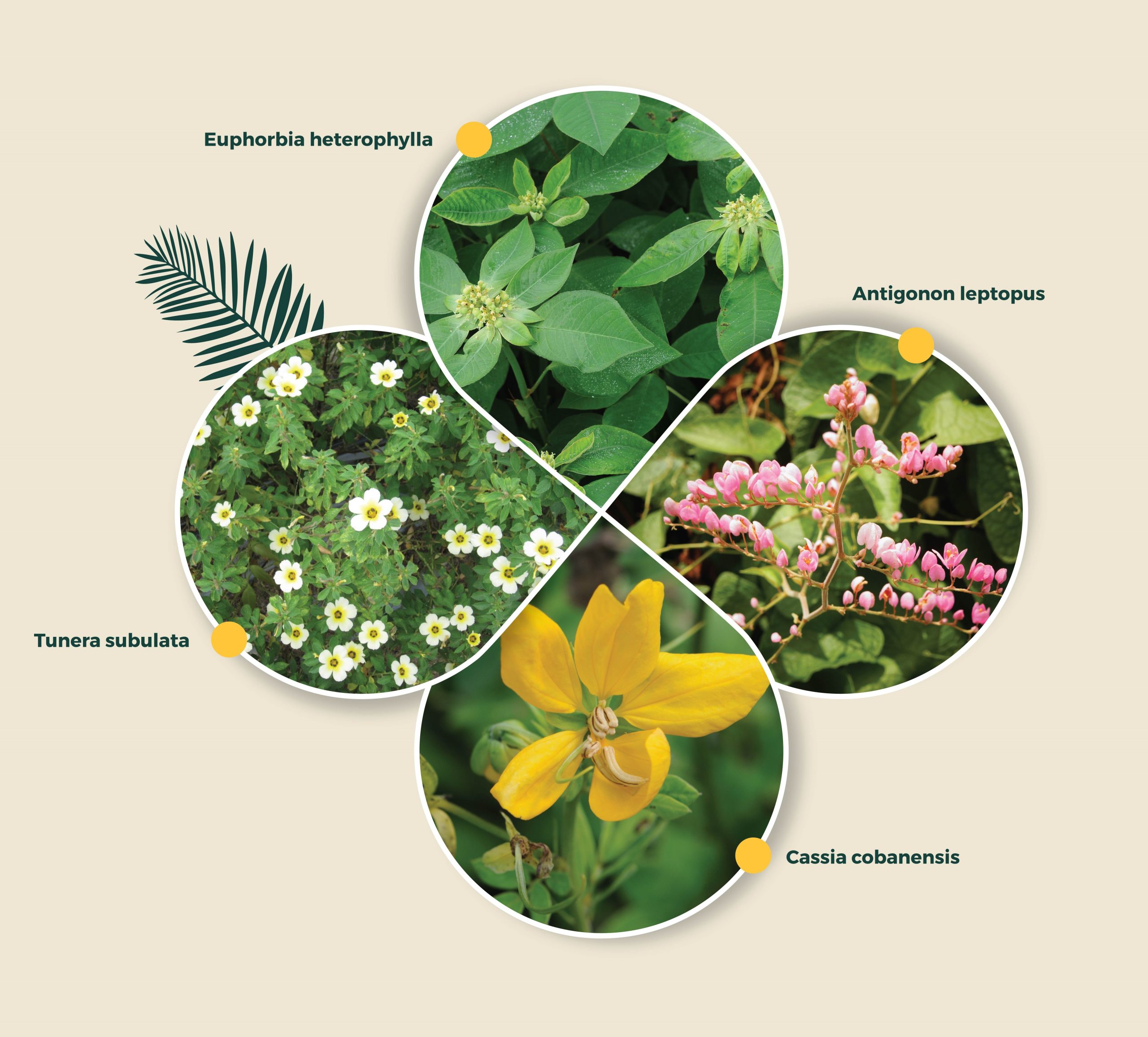 Flower Power: Menggunakan Beneficial Plants Untuk Melawan Hama - Musim Mas