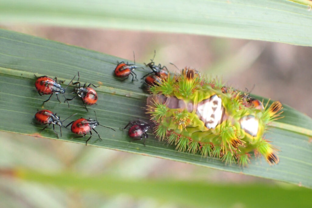 Beneficial Plants in Oil Palm Plantations for Pest Control
