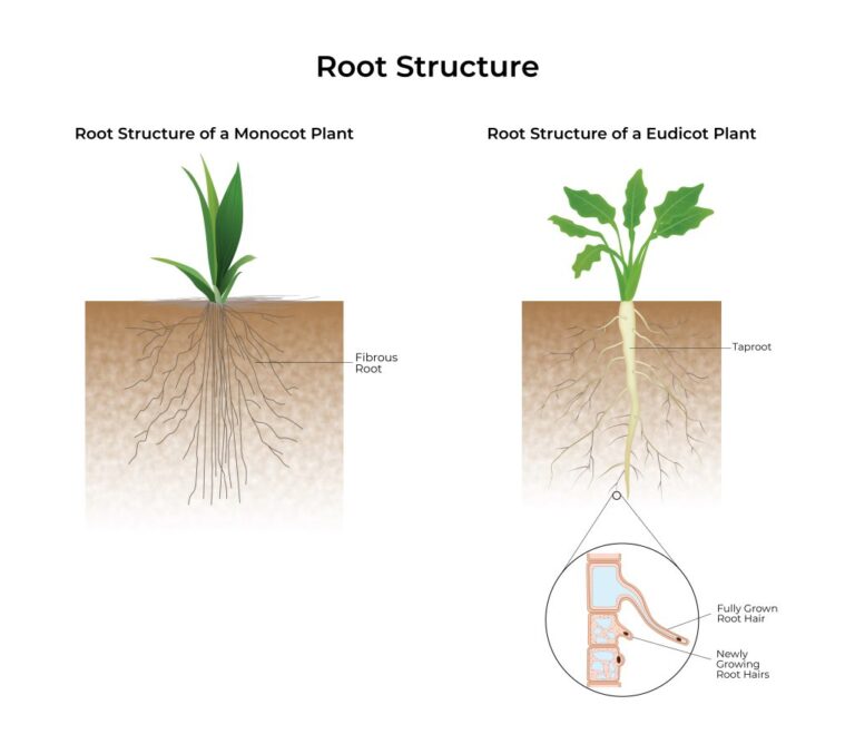 Oil Palm Anatomy: 5 Ways an Oil Palm Differs From a Typical Tree ...