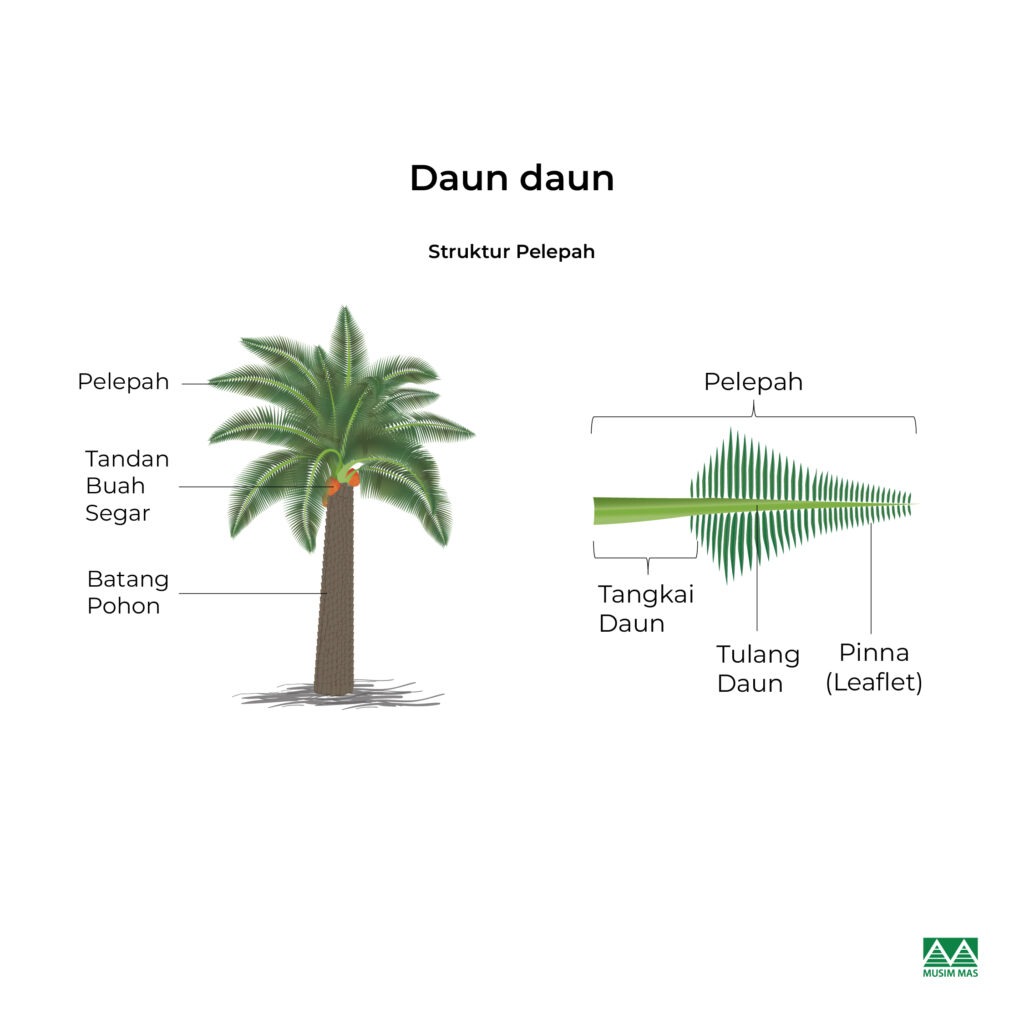 Anatomi Kelapa Sawit: 5 Perbedaan Kelapa Sawit dengan Pohon Pada ...