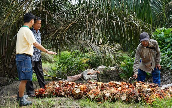 Smallholders Approach and Programmes - Musim Mas