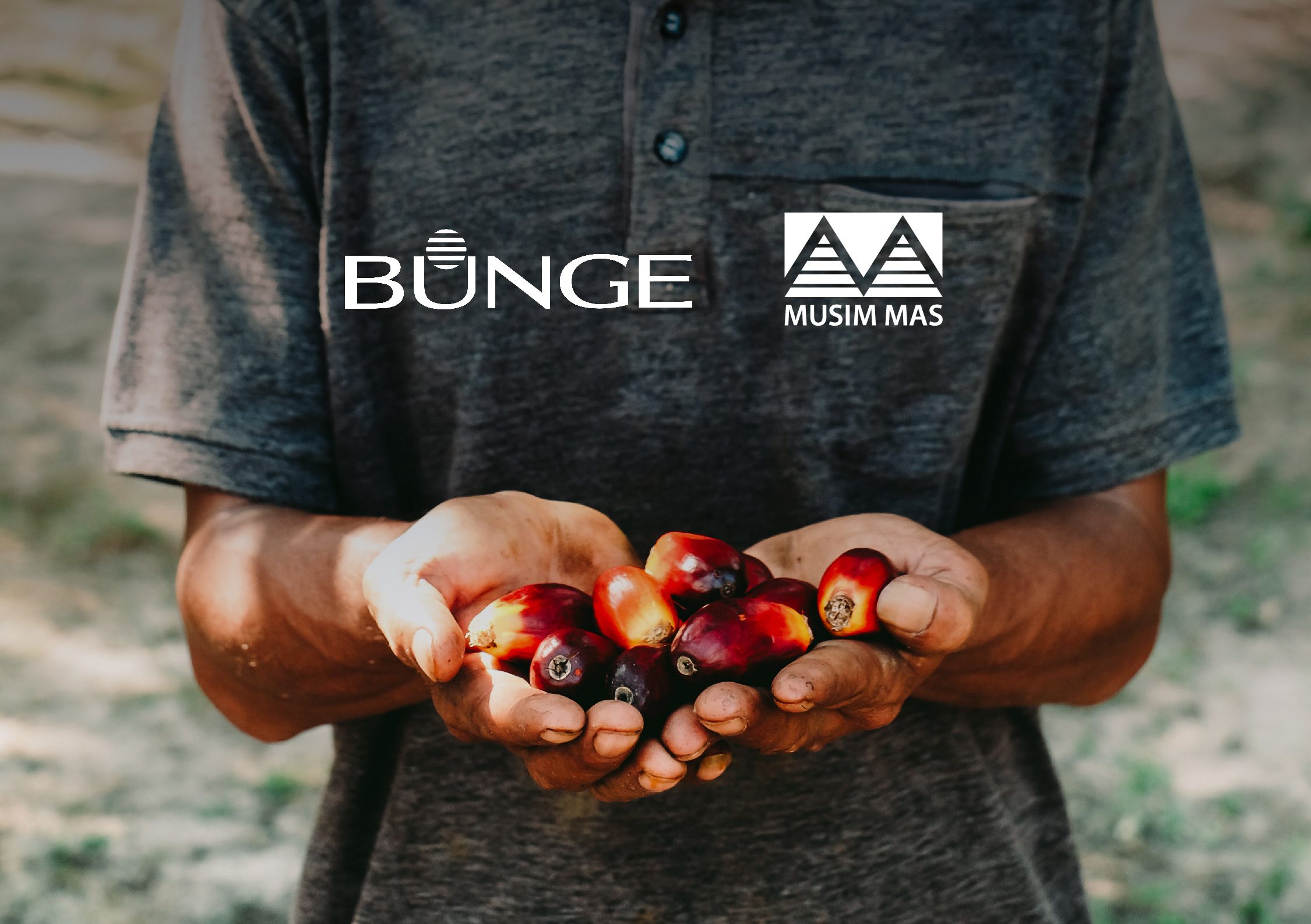 Bunge and Musim Mas Collaborate to Make Palm Value Chain more ...