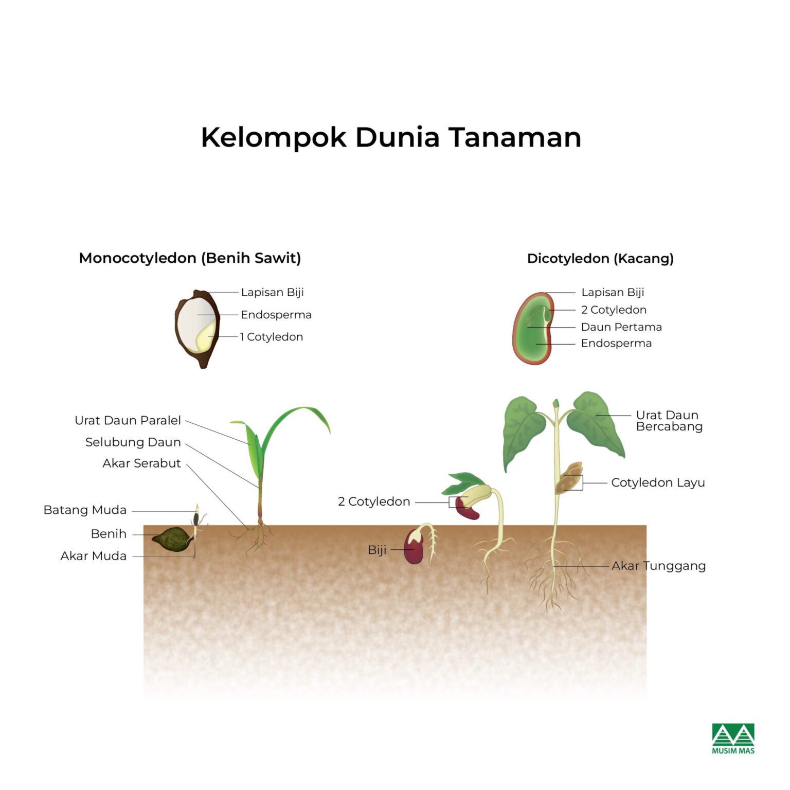Anatomi Kelapa Sawit: 5 Perbedaan Kelapa Sawit Dengan Pohon Pada ...