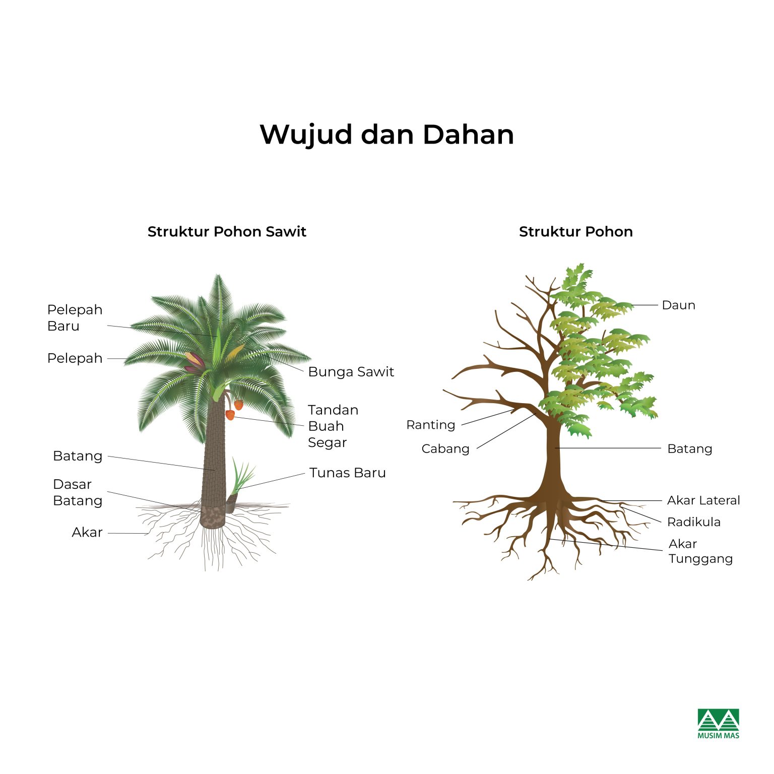 Anatomi Kelapa Sawit: 5 Perbedaan Kelapa Sawit Dengan Pohon Pada ...