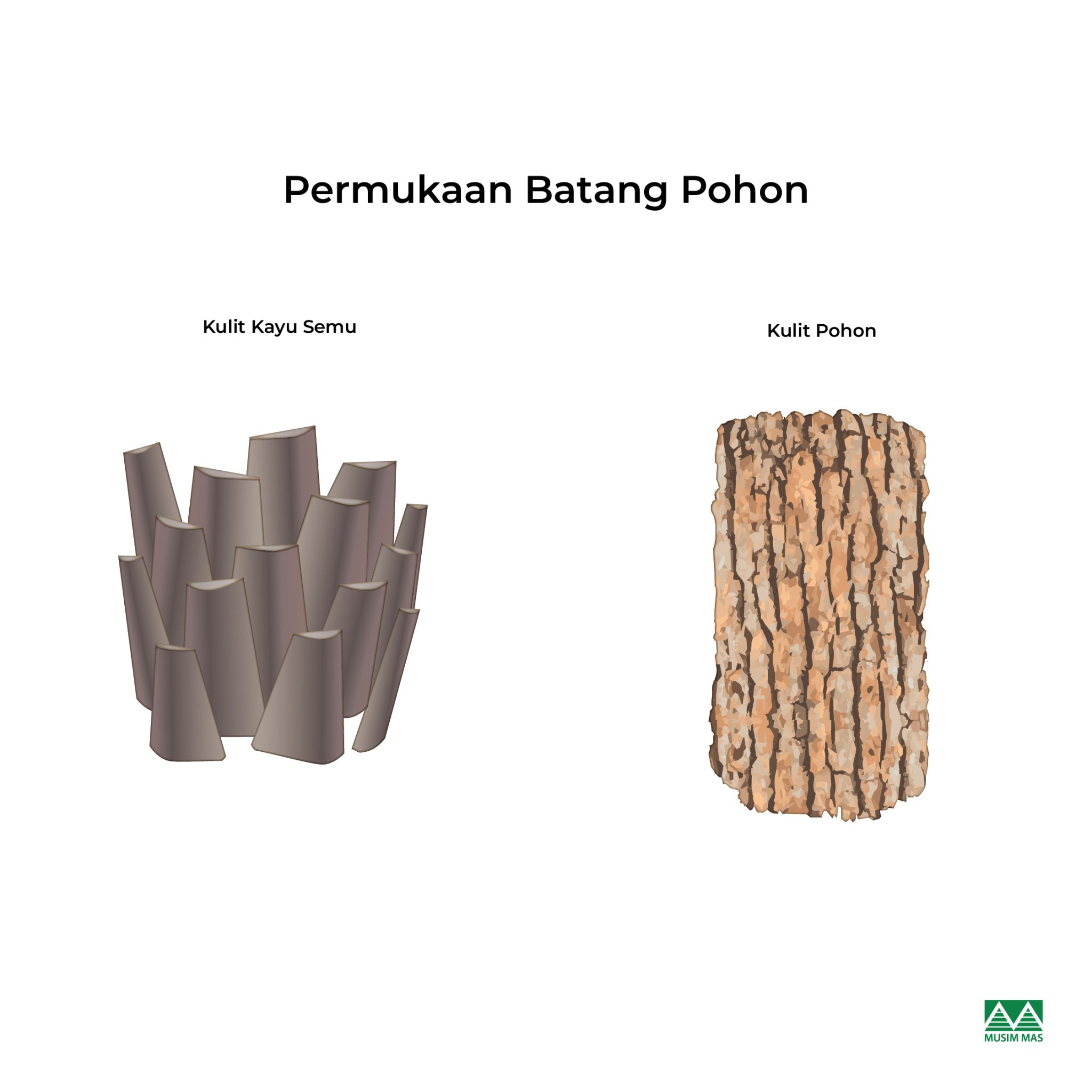 Anatomi Kelapa Sawit: 5 Perbedaan Kelapa Sawit Dengan Pohon Pada ...