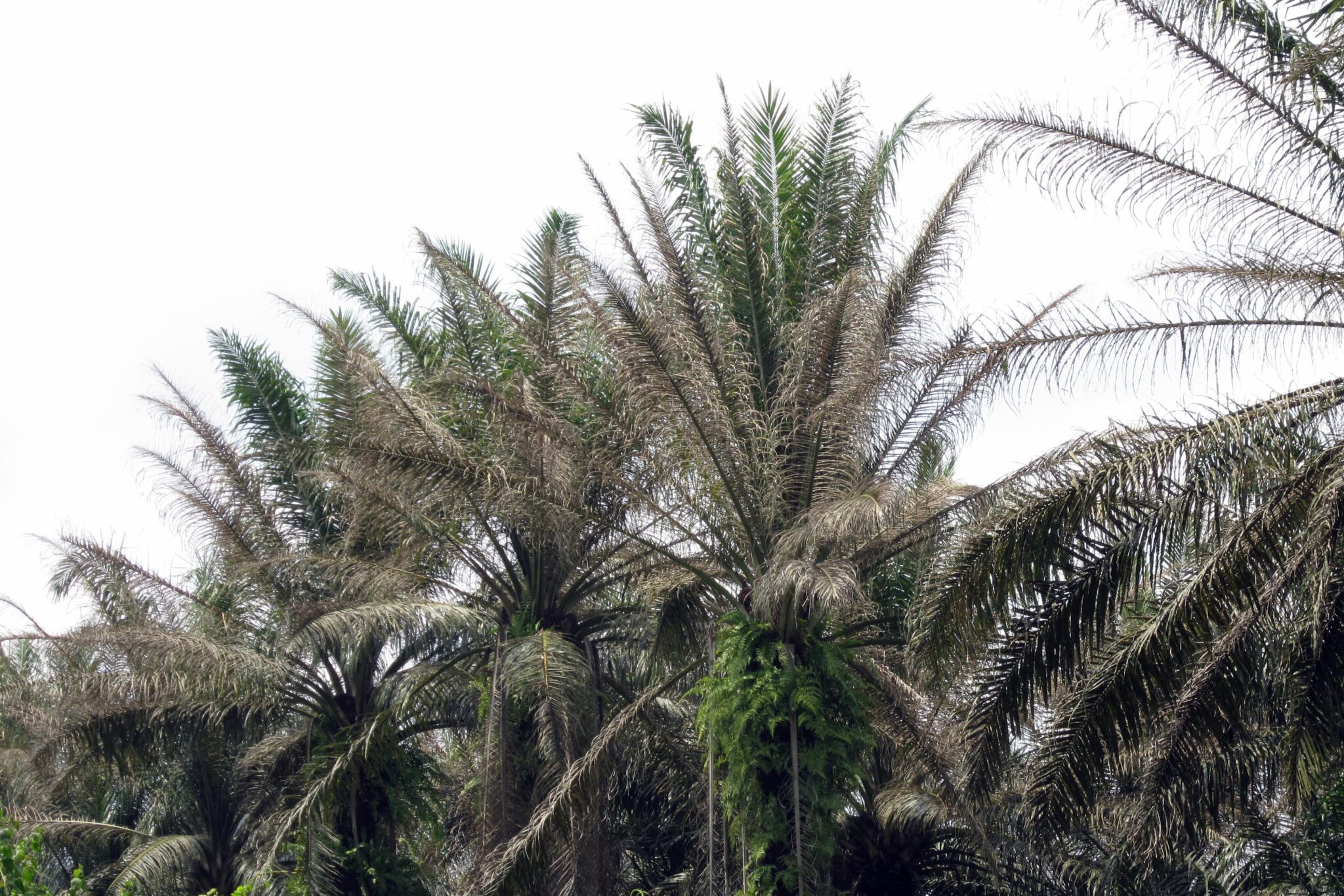 Integrated Pest Management for Sustainable Palm Oil Production | Musim Mas