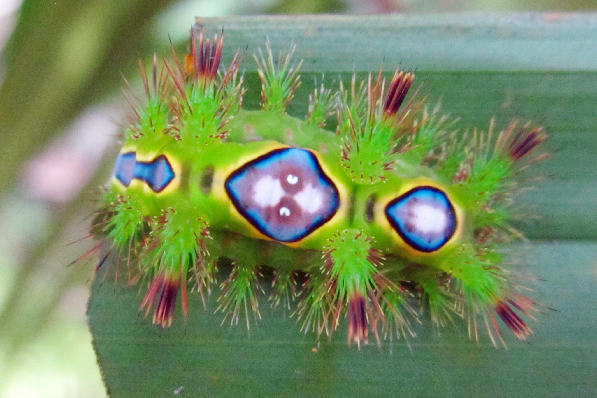 Integrated Pest Management for Sustainable Palm Oil Production | Musim Mas
