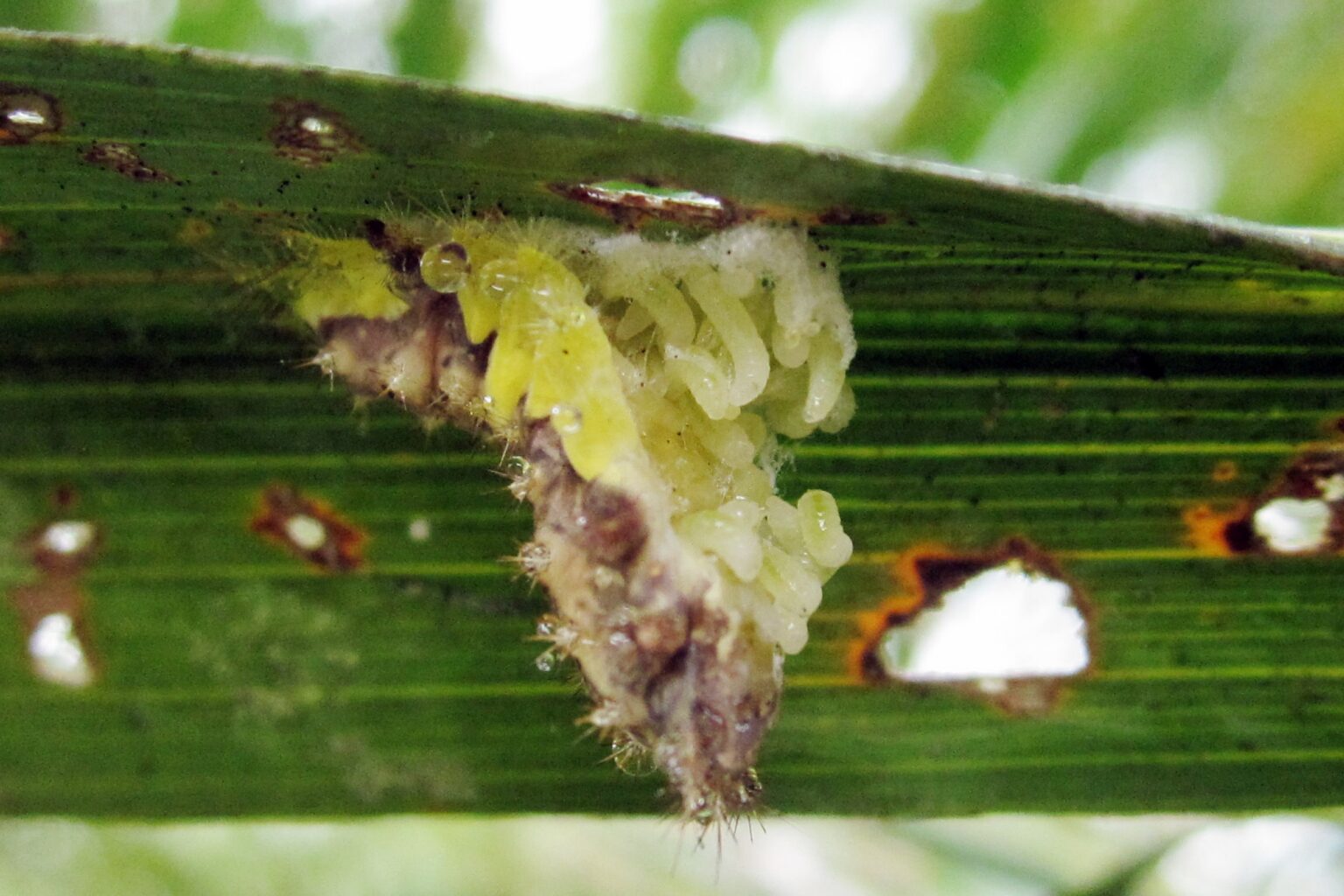Integrated Pest Management for Sustainable Palm Oil Production | Musim Mas