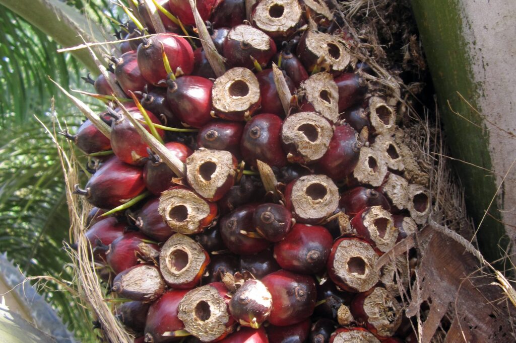 Integrated Pest Management for Sustainable Palm Oil Production | Musim Mas