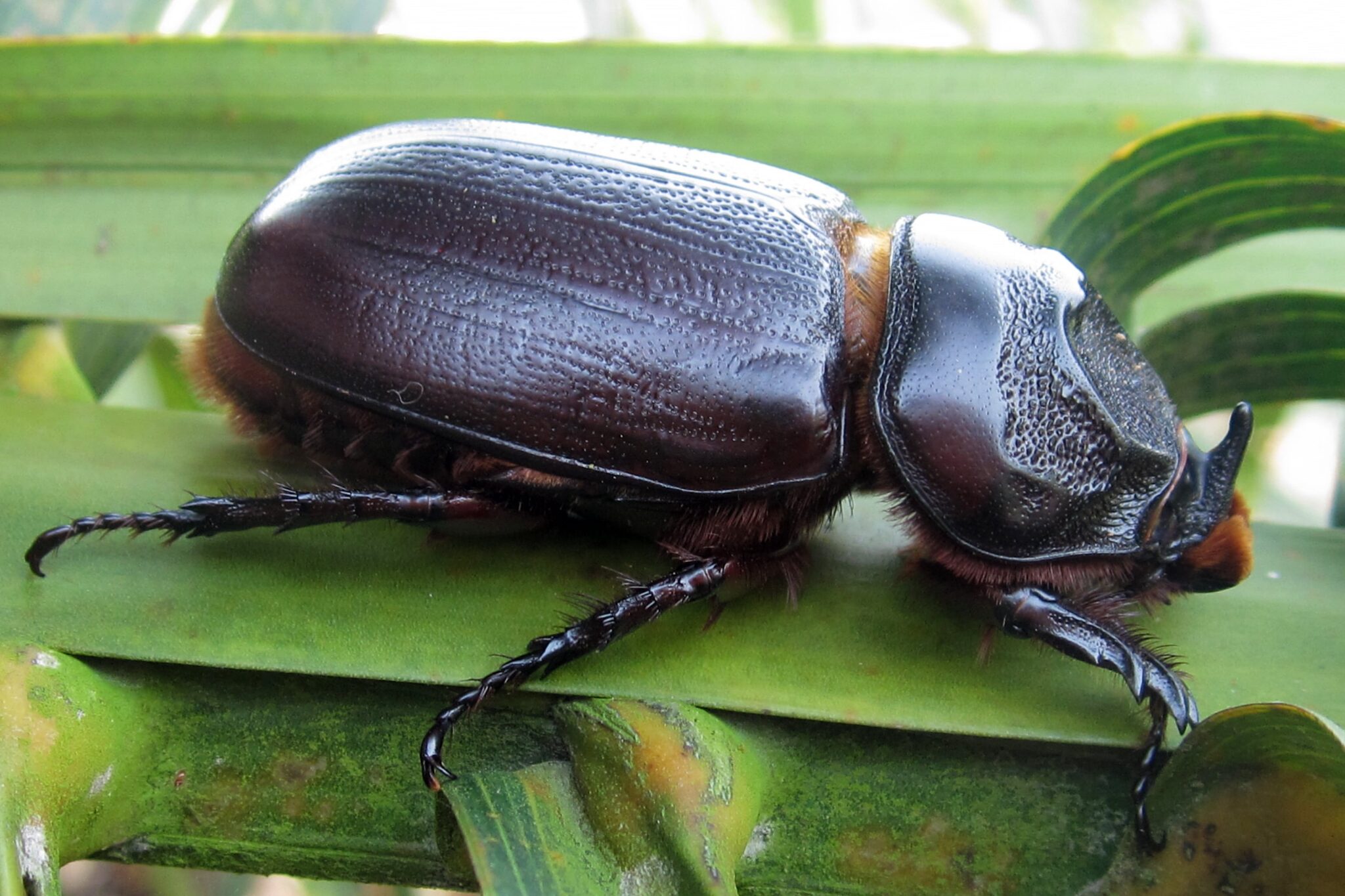 Integrated Pest Management for Sustainable Palm Oil Production | Musim Mas