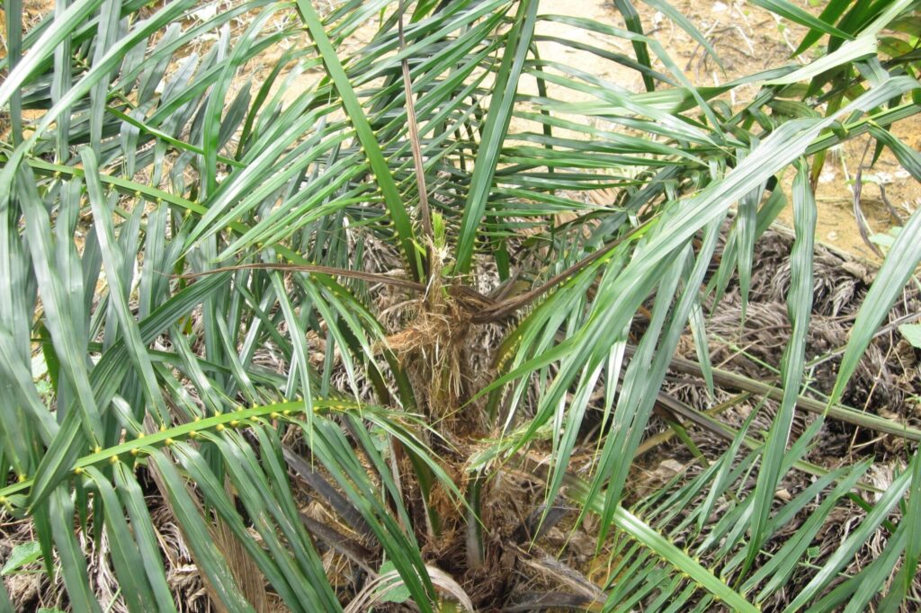 Integrated Pest Management for Sustainable Palm Oil Production | Musim Mas