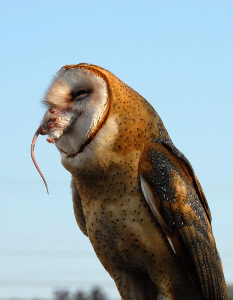 Barn Owls Pest Control: Combat Rats in Plantation - Musim Mas