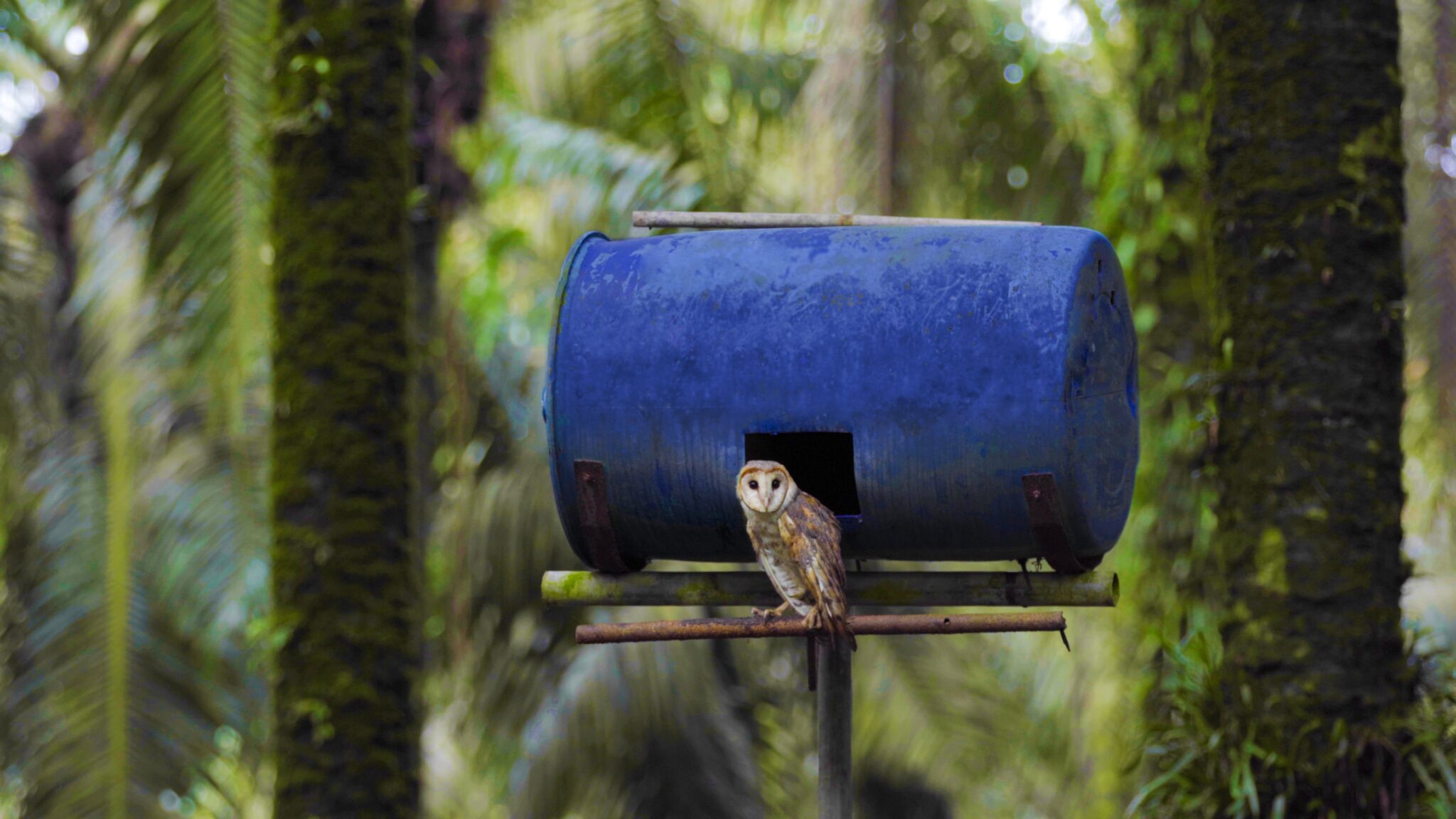 Barn Owls Pest Control: Combat Rats in Plantation - Musim Mas